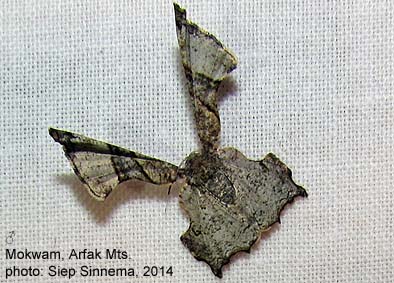 Papua Insects Foundation (Lepidoptera/Uraniidae/Epipleminae/Monobolodes ...